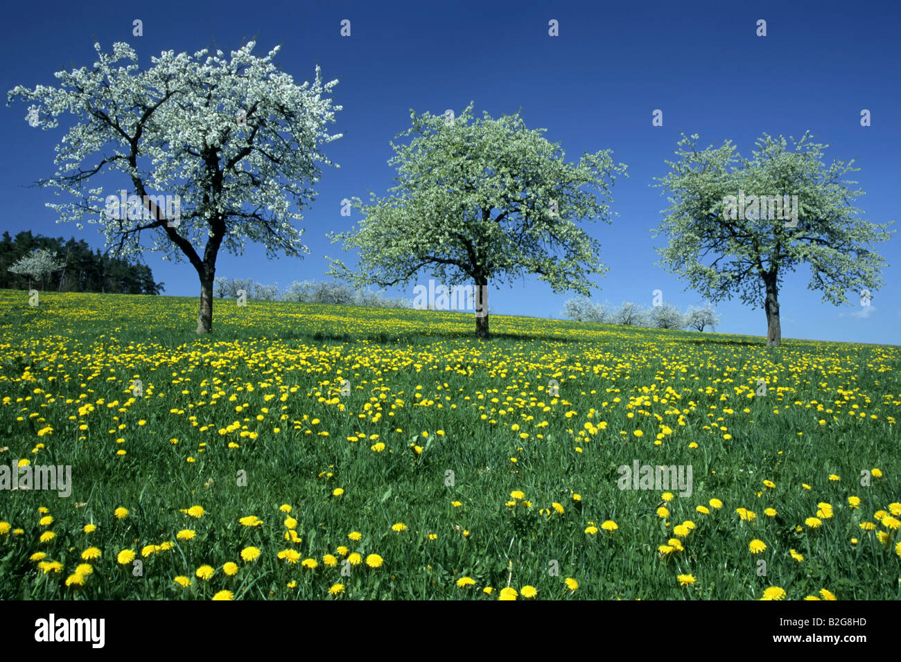 cherry blossom tree dandelions meadow middle franconia bavaria spring ...