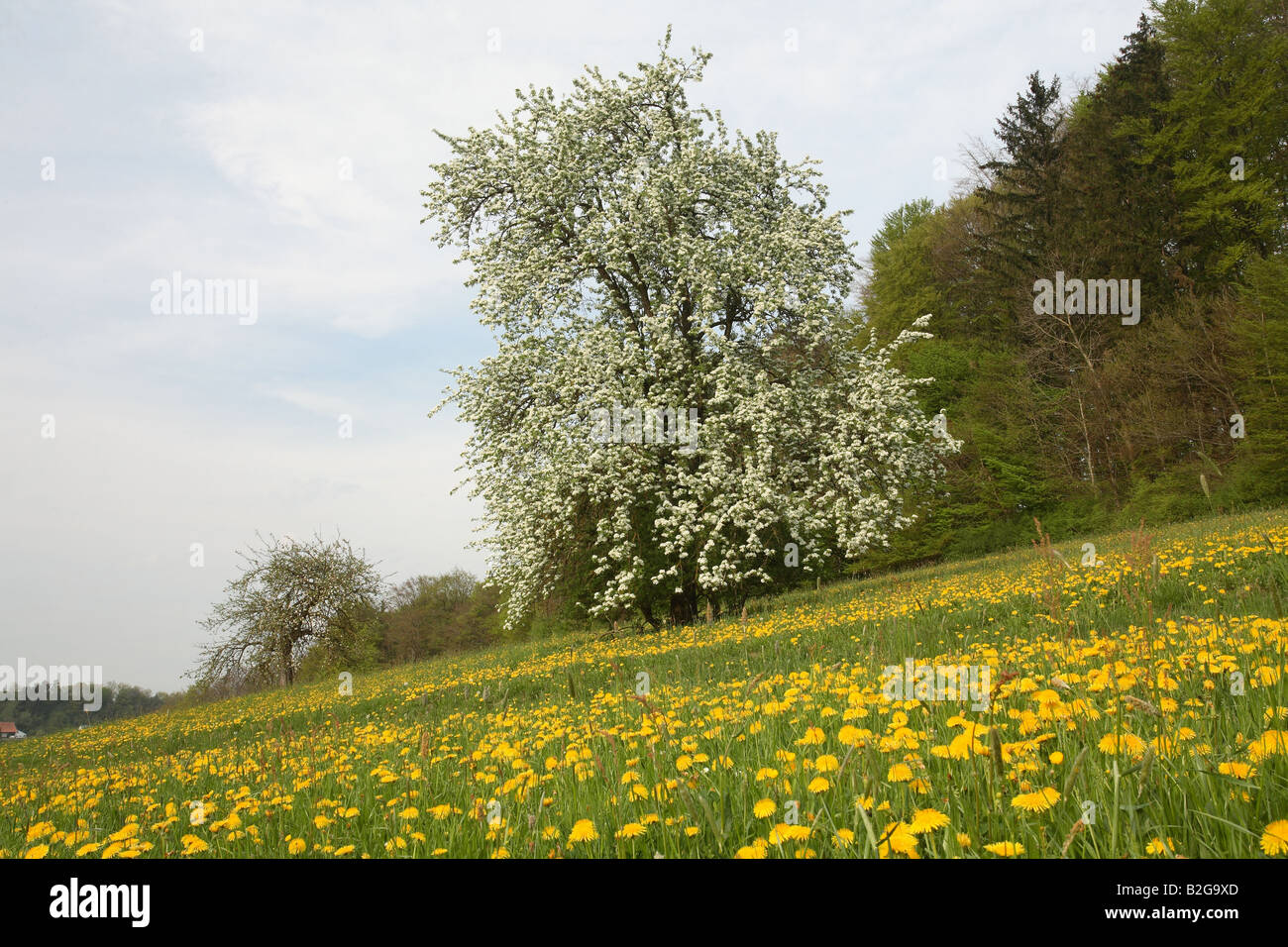 pear abloom flower meadow spring Germany Pyrus communis open ...