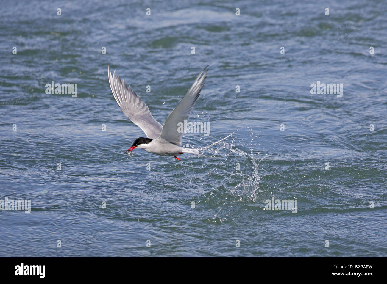 Arctic Tern Flying Stock Photo - Alamy