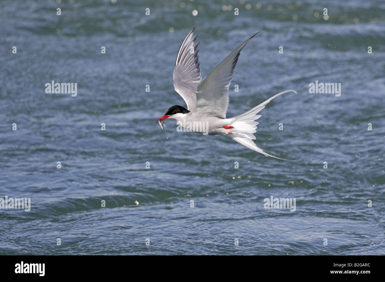 Arctic Tern Flying Stock Photo - Alamy