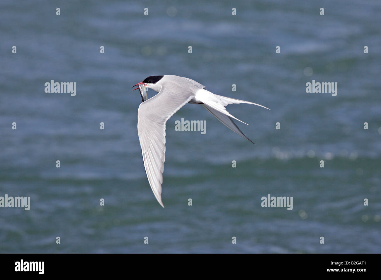 Arctic Tern Flying Stock Photo - Alamy