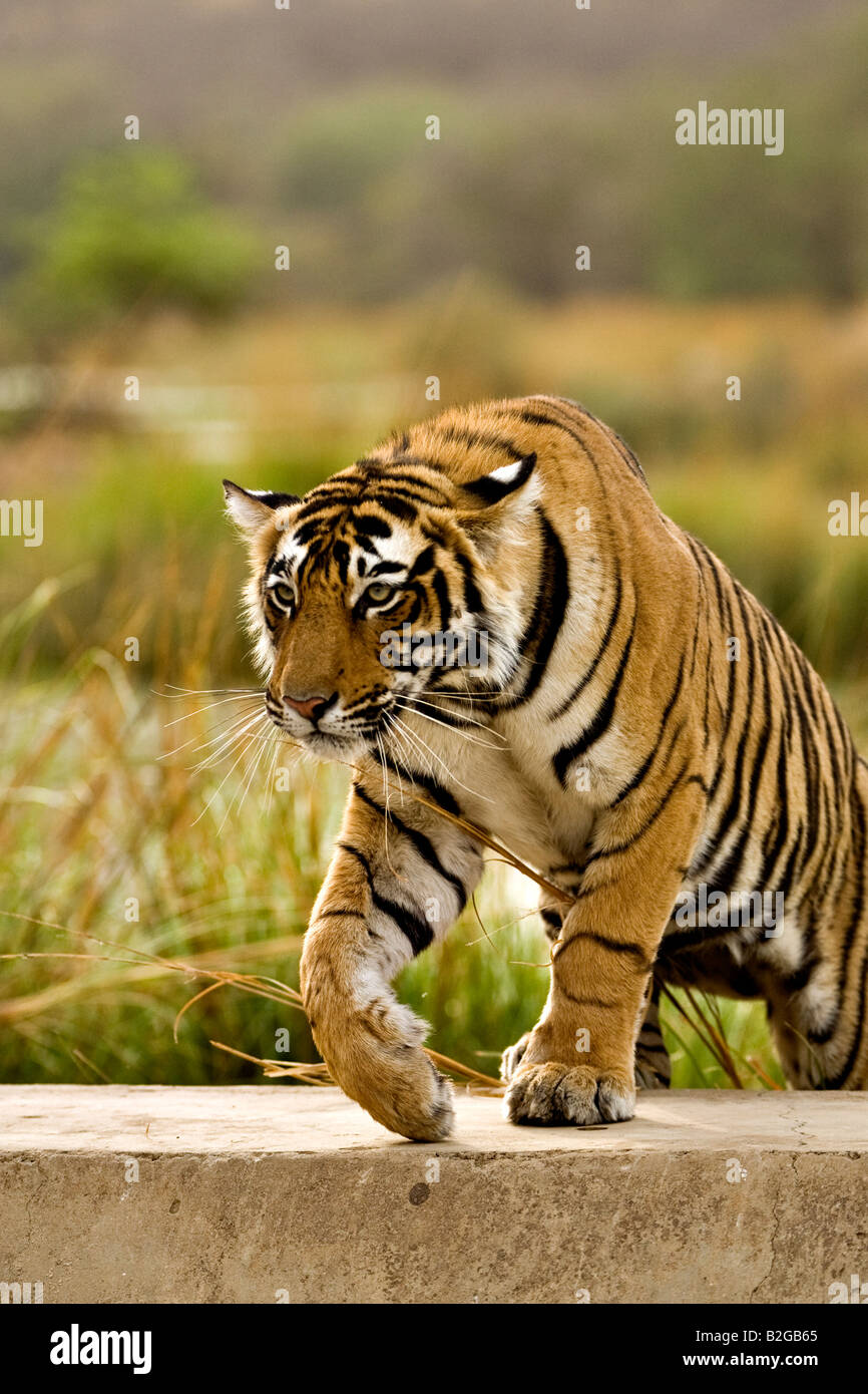 Culvert animal hi-res stock photography and images - Alamy