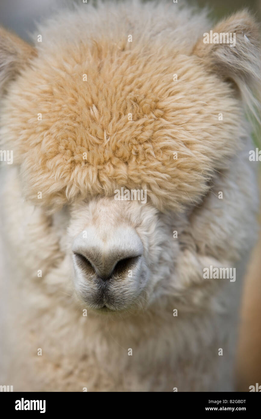 fawn coloured alpaca Stock Photo - Alamy