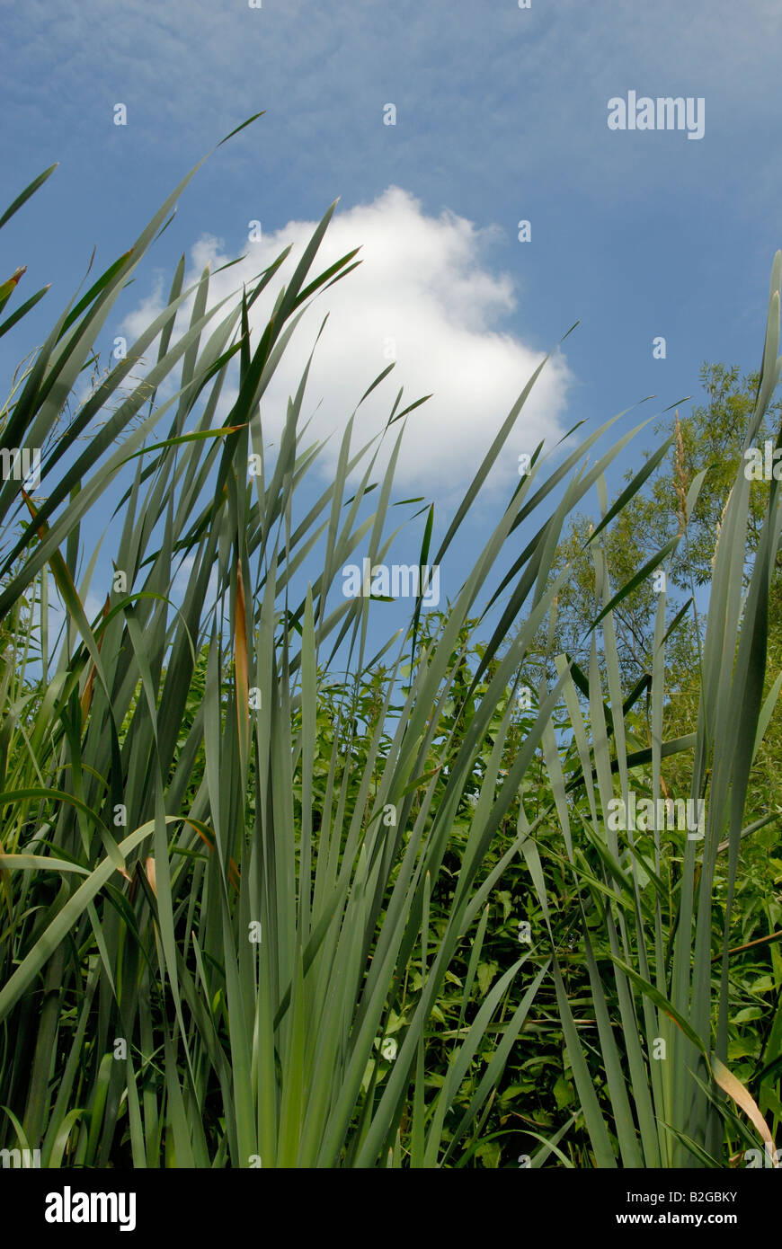 Reeds against a blue sky with single passing cloud growing in Abbey ...