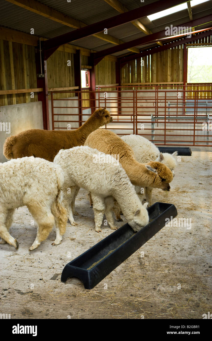 alpaca feeding indoors Stock Photo - Alamy
