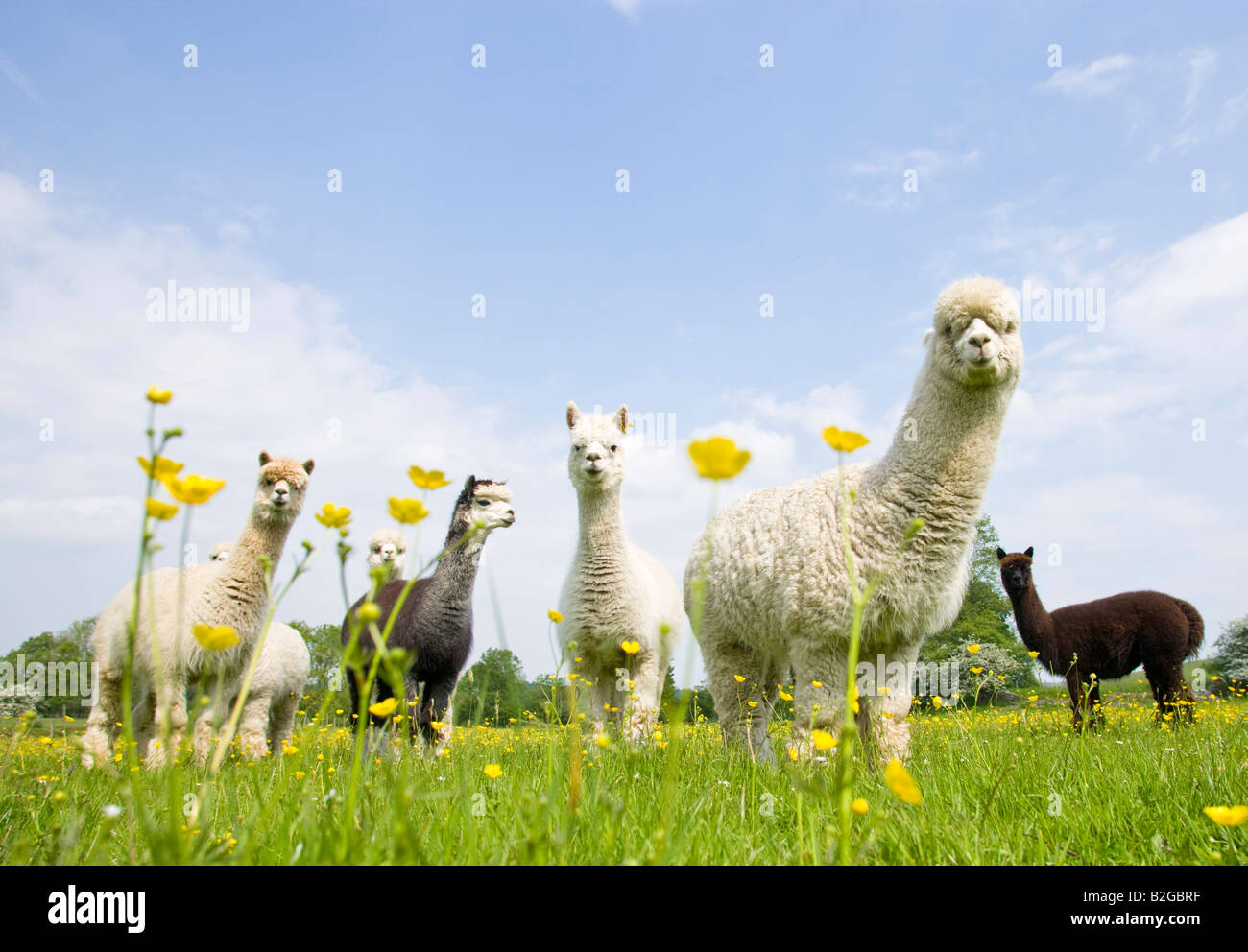 flock or group of Alpaca Stock Photo - Alamy