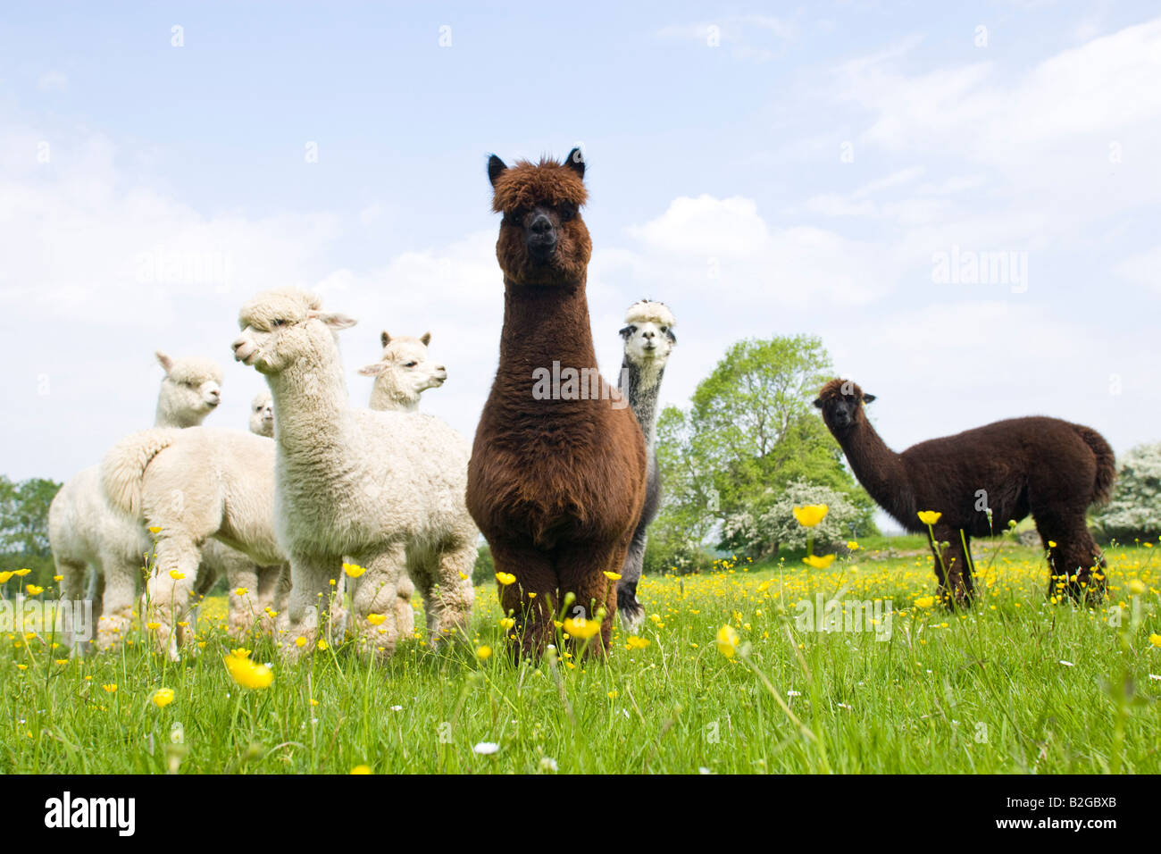 Group of alpaca hi-res stock photography and images - Alamy