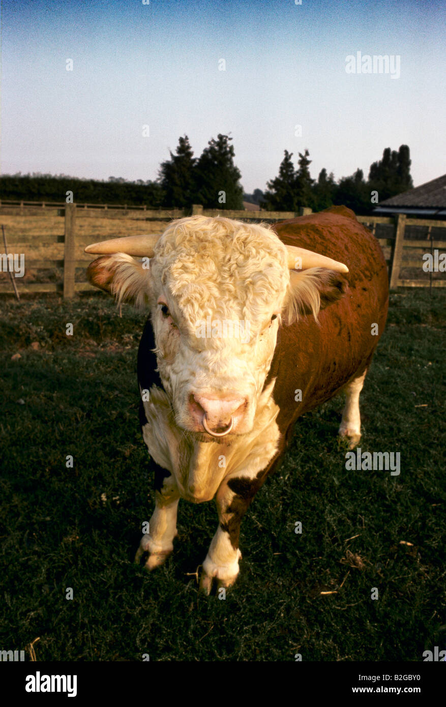 Bull ring nose horns hi-res stock photography and images - Alamy