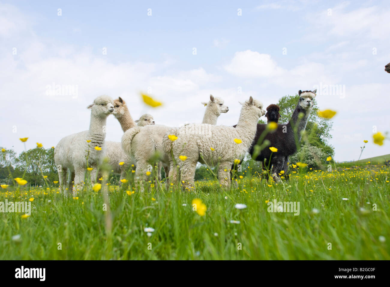 Group of alpaca hi-res stock photography and images - Alamy
