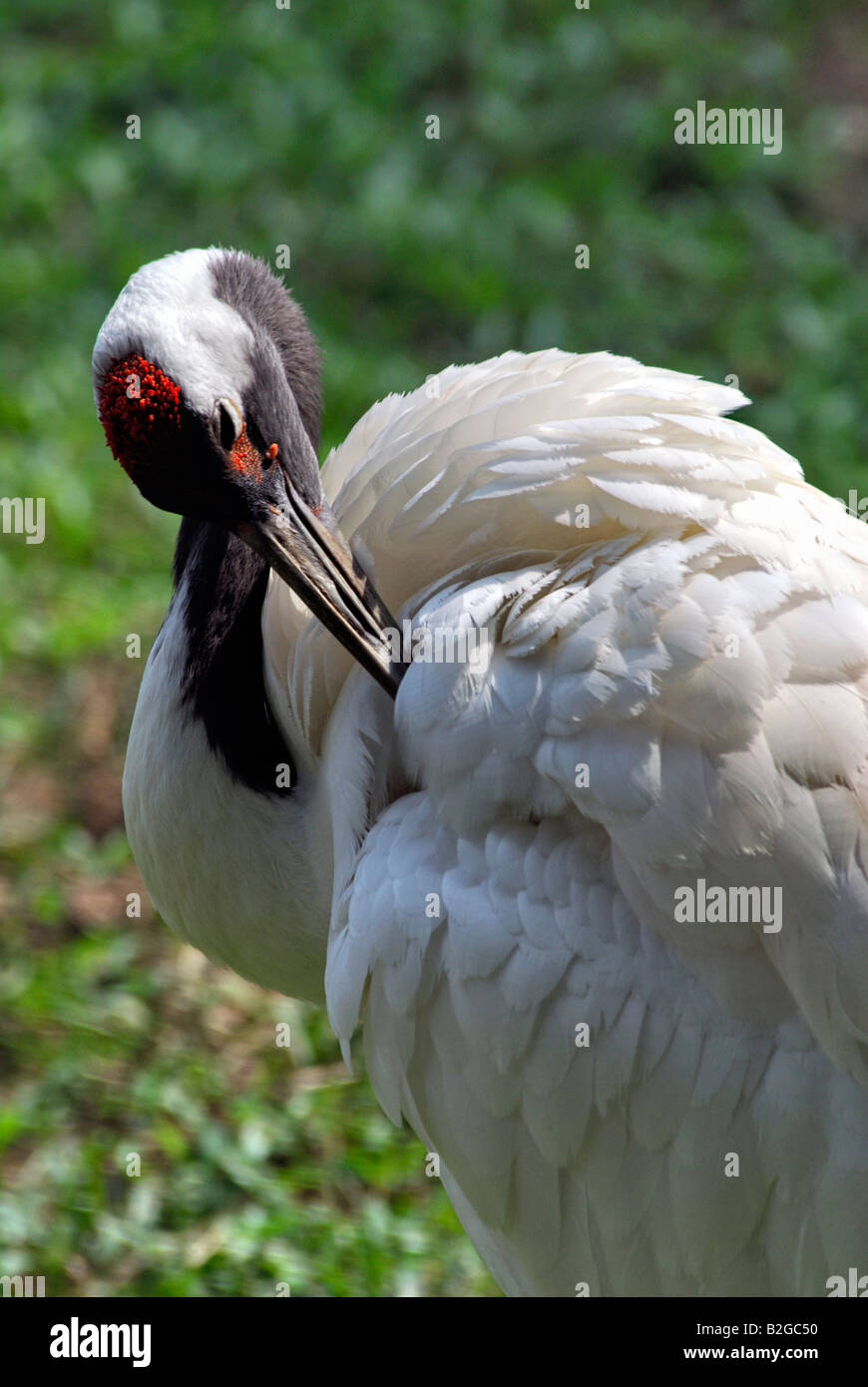 Red-crowned crane preening Stock Photo - Alamy