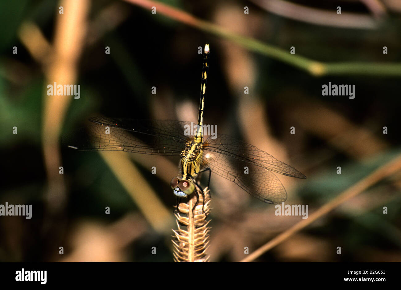 Asian dragonfly perching Stock Photo - Alamy