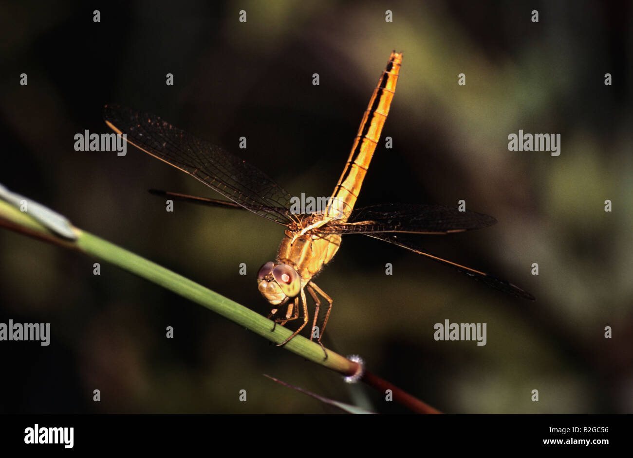 Asia dragonfly hi-res stock photography and images - Alamy