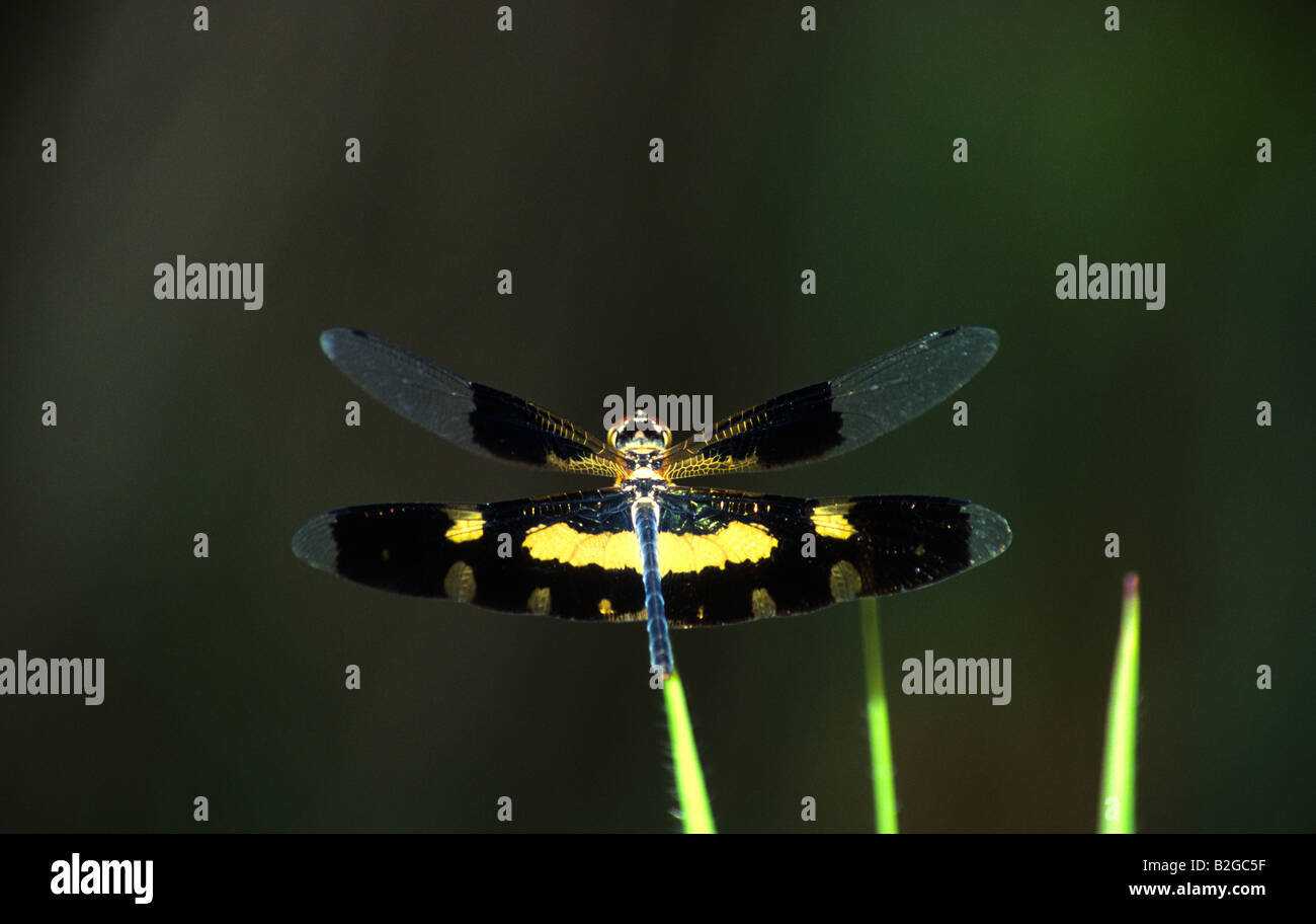 Asian dragonfly hi-res stock photography and images - Alamy