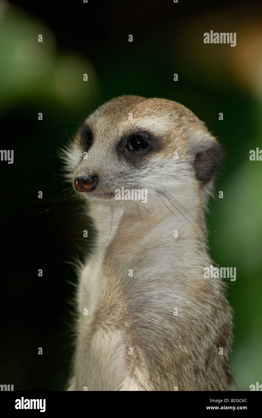 Meerkat on the alert Stock Photo - Alamy