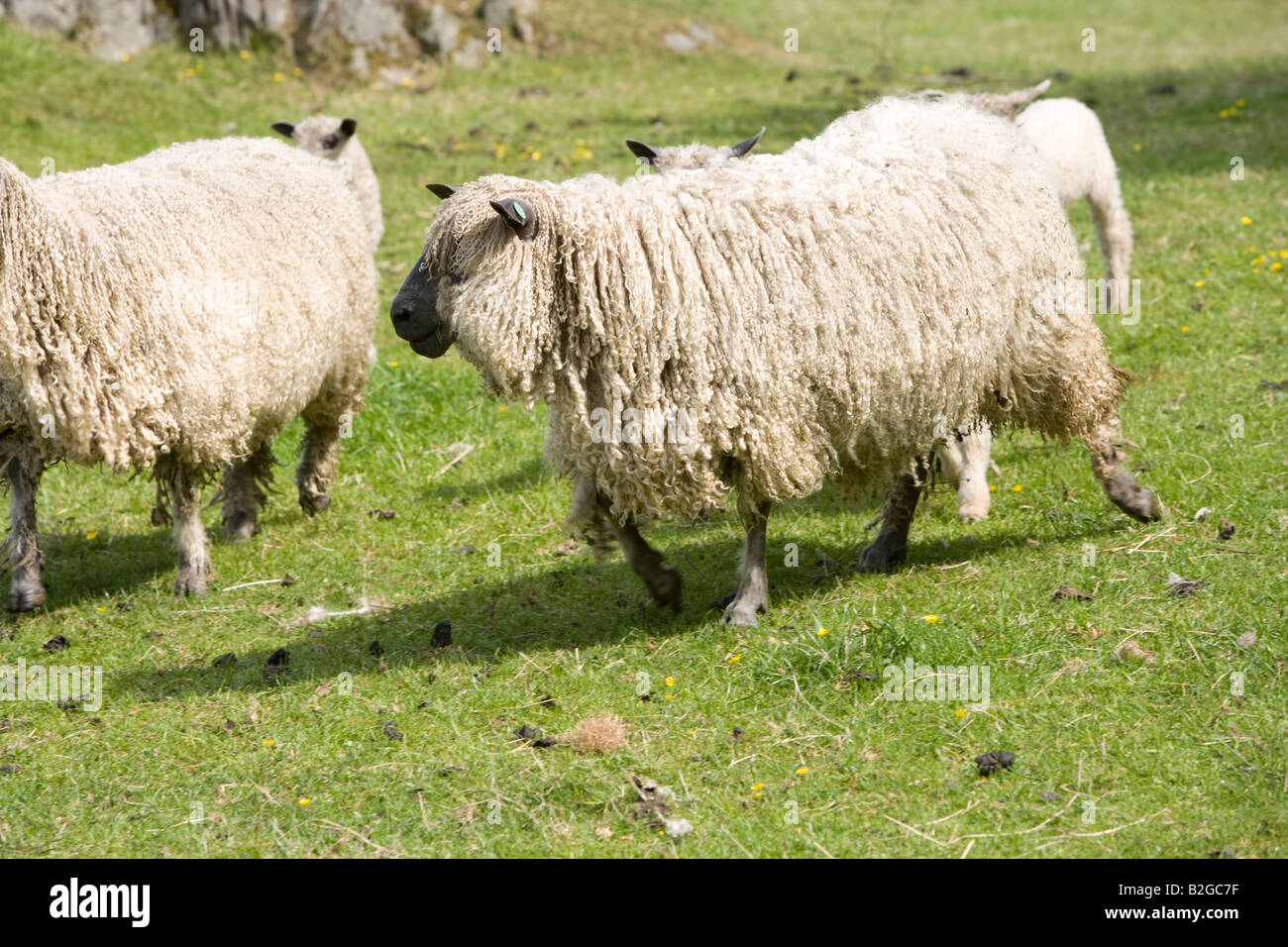 Wensleydale sheep hi-res stock photography and images - Alamy