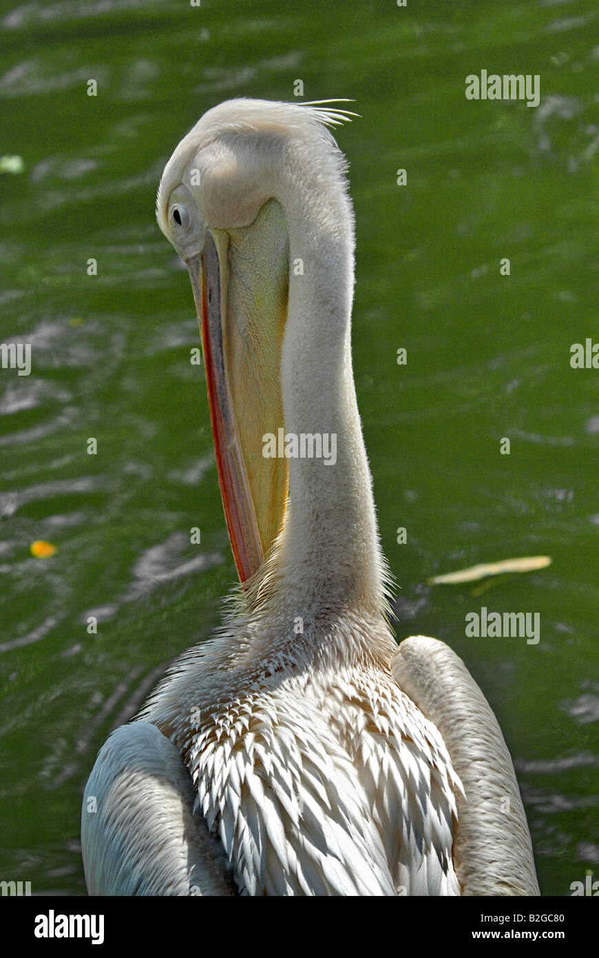 Dalmatian pelican preening Stock Photo - Alamy