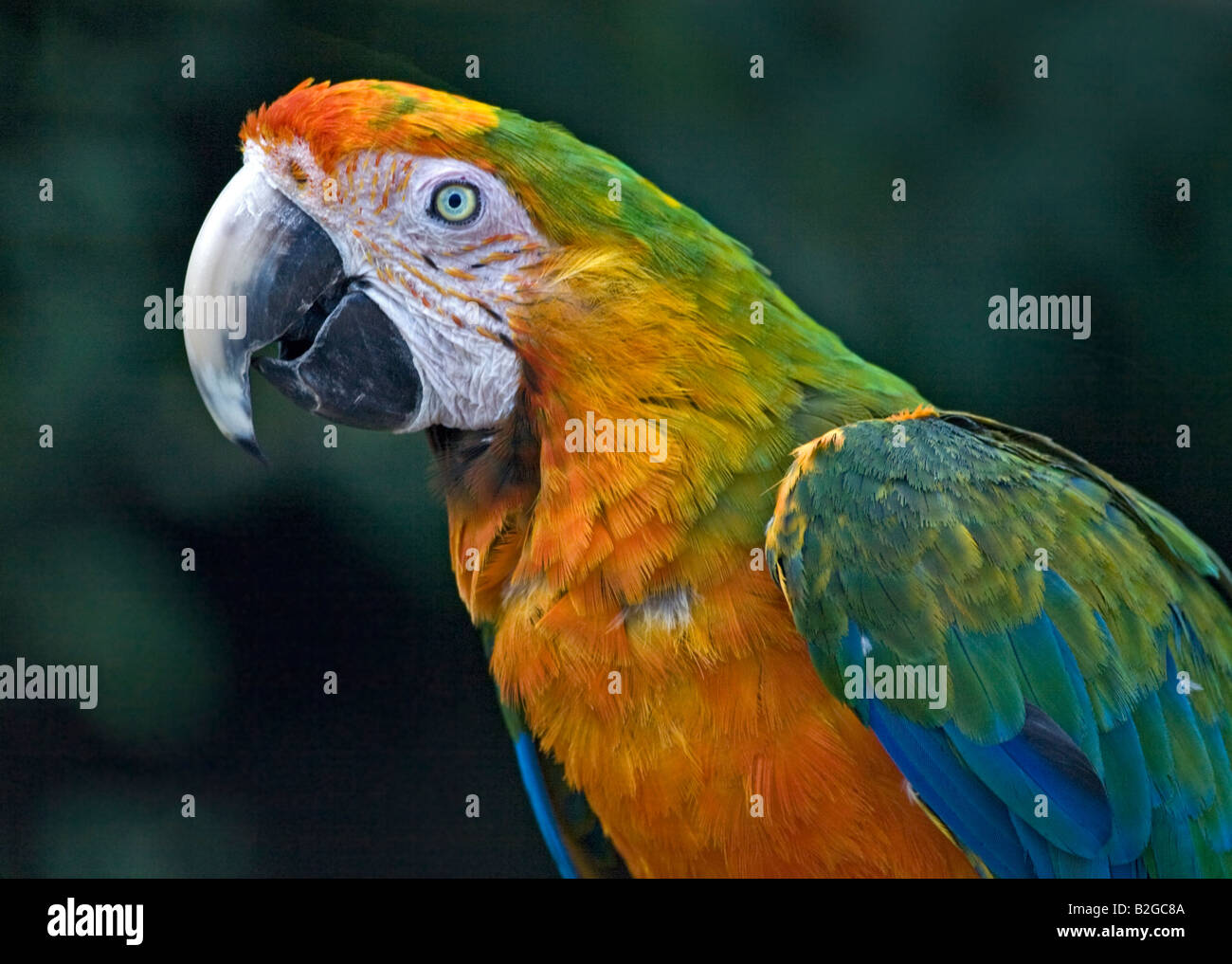 Harlequin Macaw (psittacidae Stock Photo - Alamy