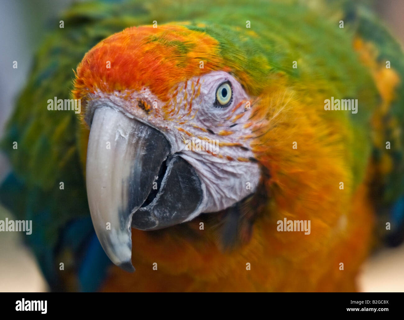 Harlequin macaws hi-res stock photography and images - Alamy