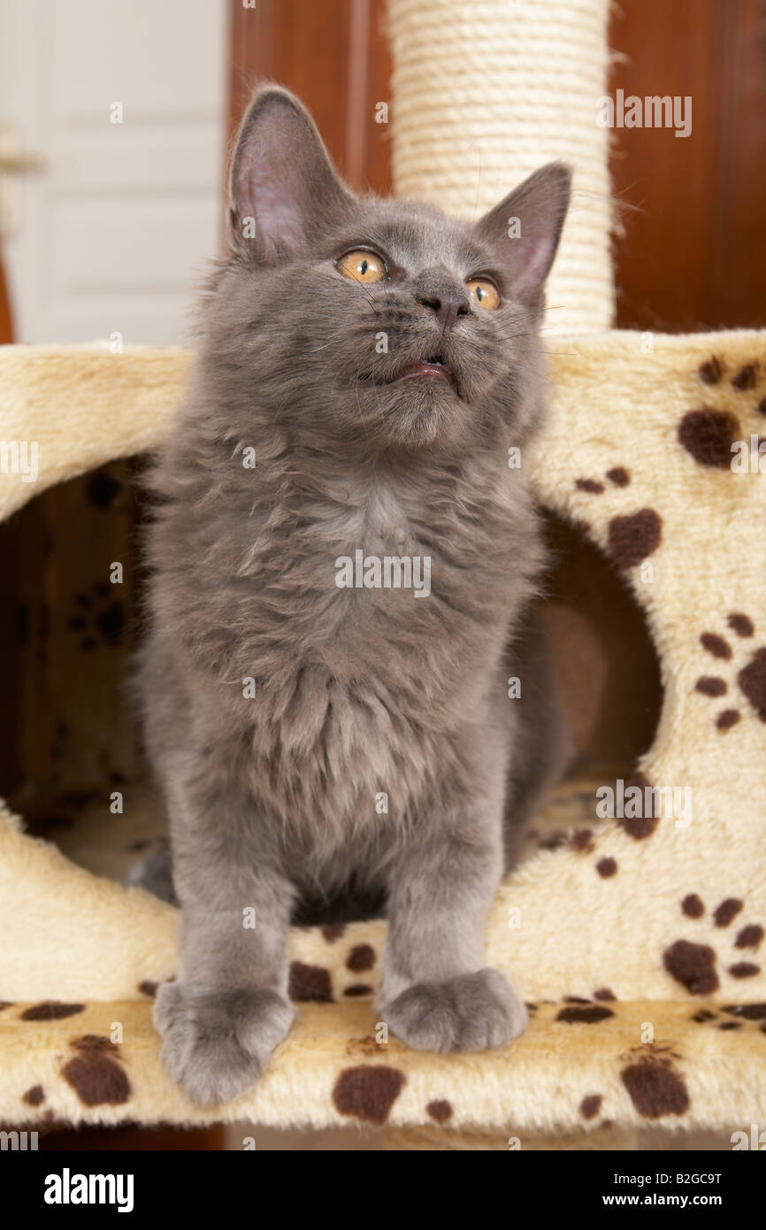 Blue Maine Coon cat Stock Photo - Alamy