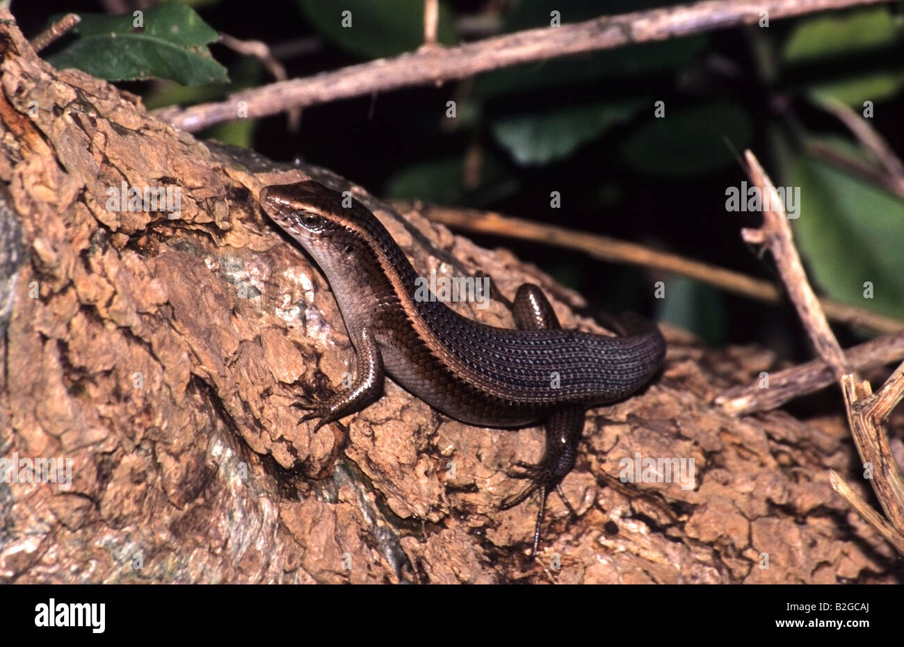 Long-tailed Sun skink Stock Photo - Alamy