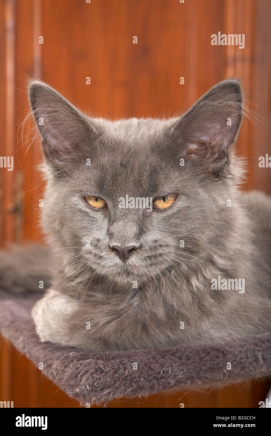 Blue Maine Coon cat Stock Photo - Alamy