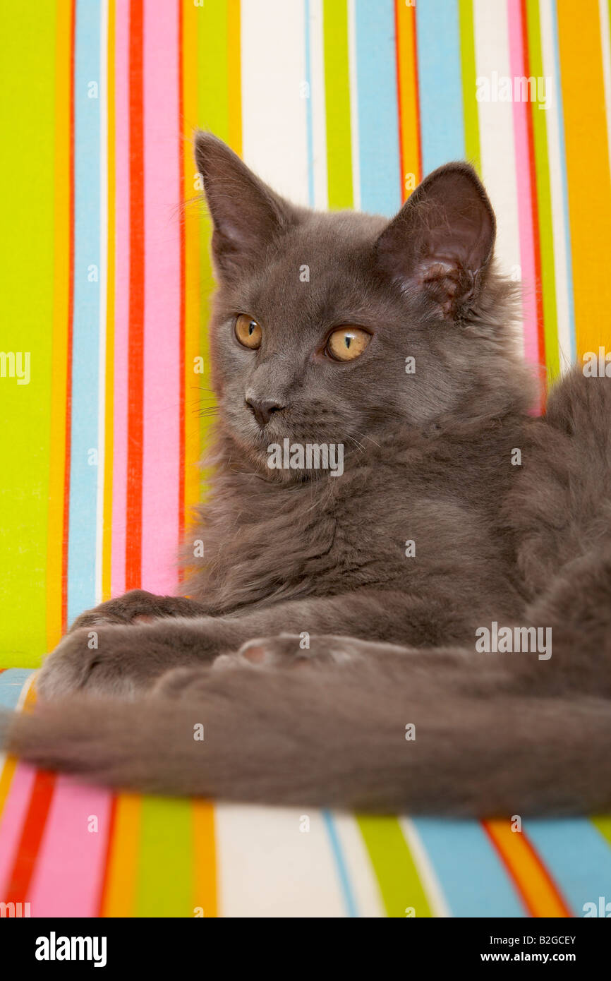 Blue Maine Coon cat Stock Photo - Alamy