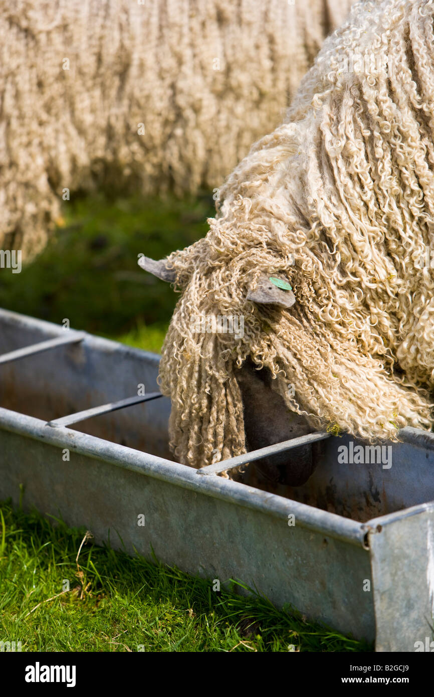 Wensleydale sheep eating from a food trough Stock Photo - Alamy