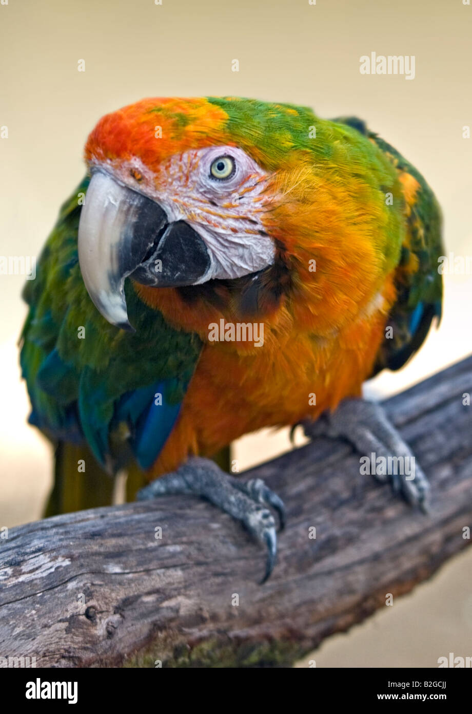 Harlequin Macaw (psittacidae Stock Photo - Alamy