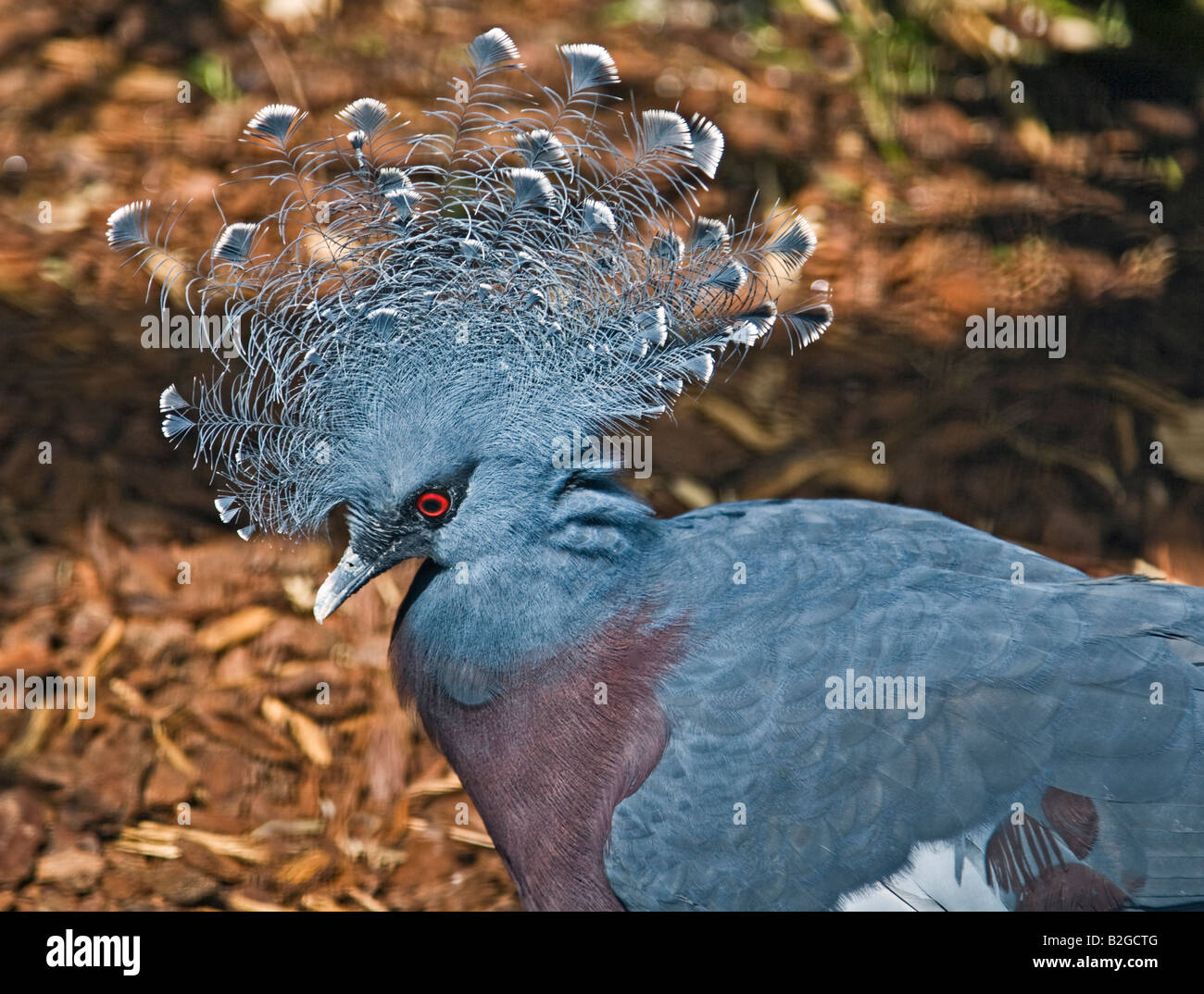 Victoria Crowned Pigeon (goura victoria Stock Photo - Alamy