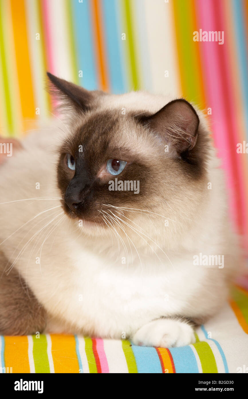 Ragdoll cat hi-res stock photography and images - Alamy