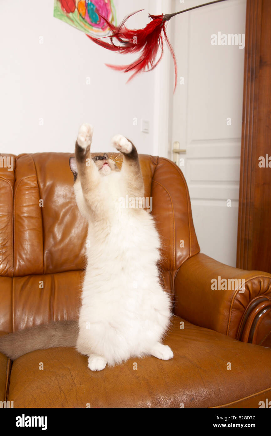Ragdoll cat playing Stock Photo - Alamy