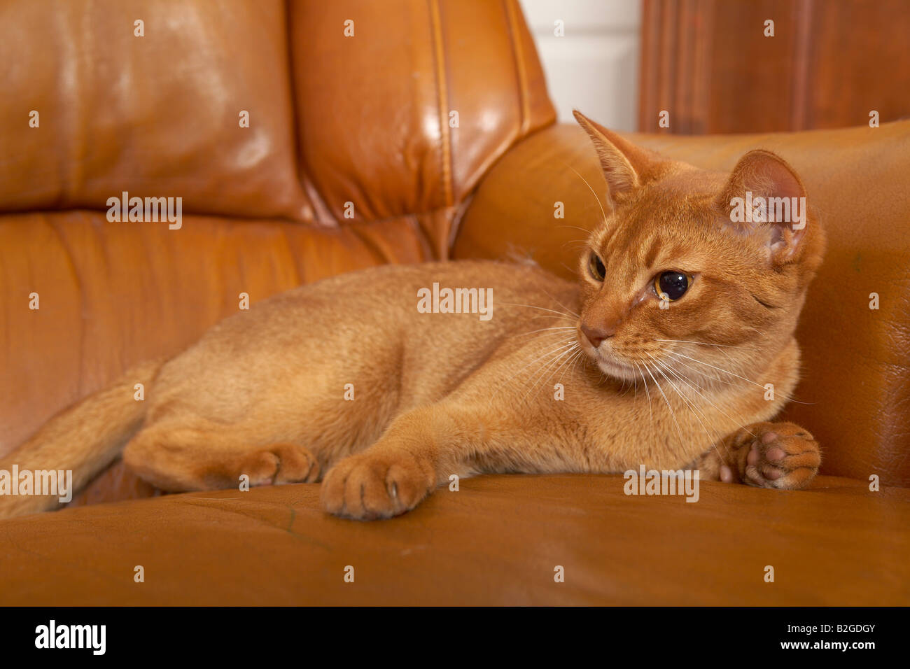 Russet cat hi-res stock photography and images - Alamy