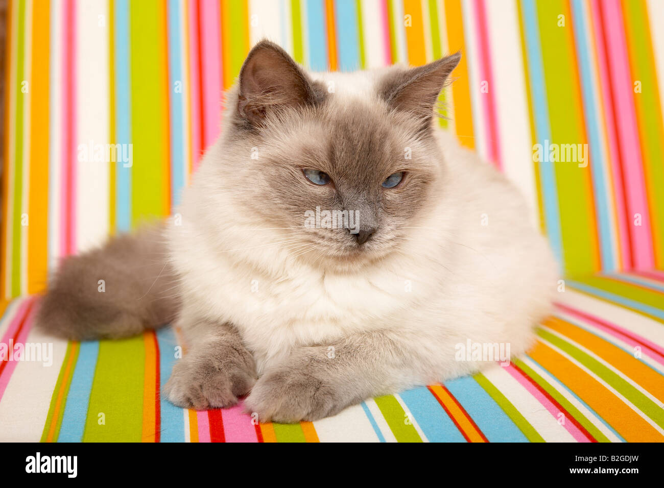 Ragdoll the cat hi-res stock photography and images - Alamy