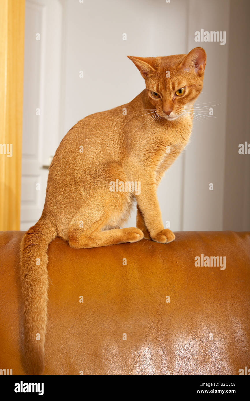Russet cat hi-res stock photography and images - Alamy