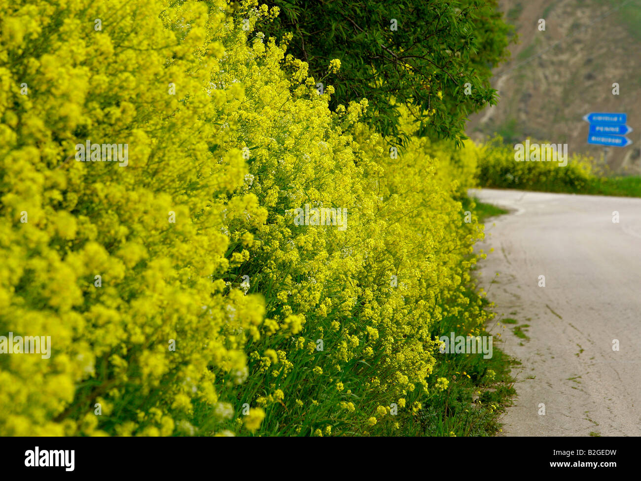 Yellow Roadside Wildflowers High Resolution Stock Photography and ...