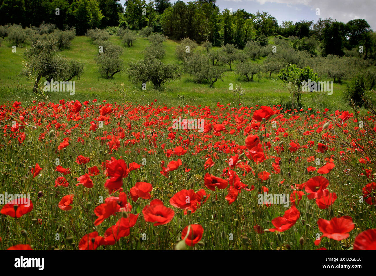 Wild poppies, Italy Stock Photo - Alamy