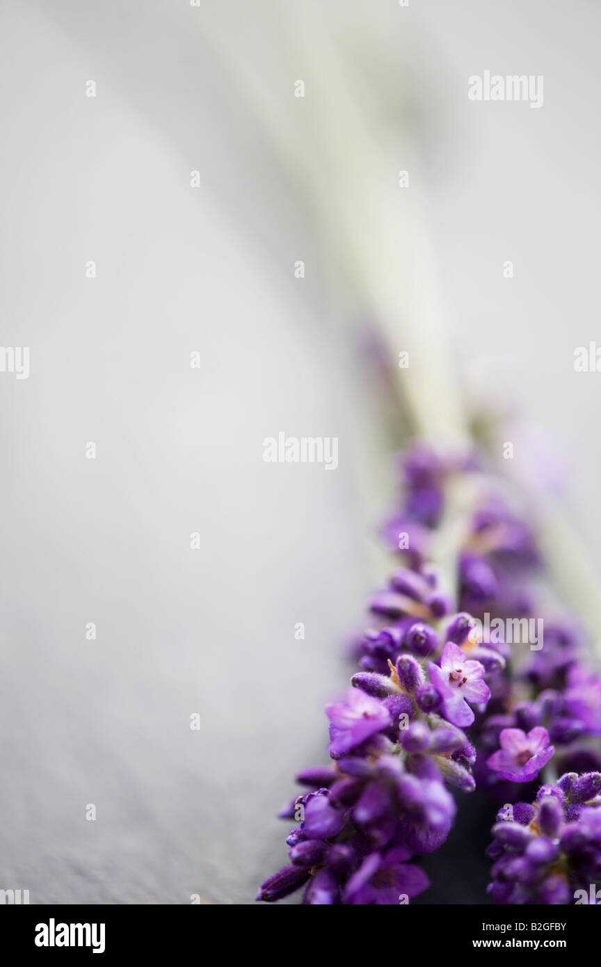 Stalk Lavender Flowers High Resolution Stock Photography and Images - Alamy