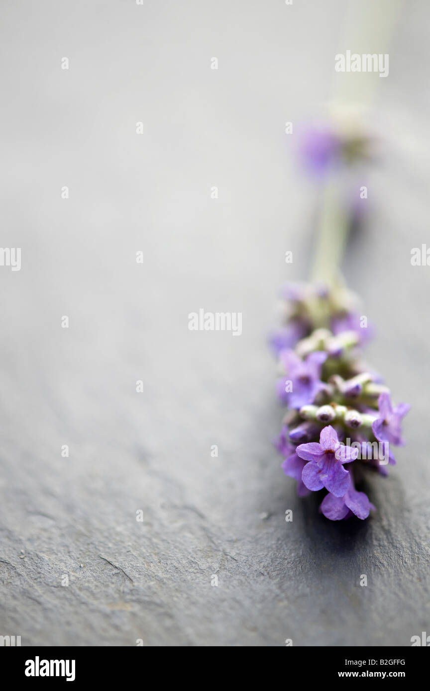 Stalk lavender flowers hi-res stock photography and images - Alamy