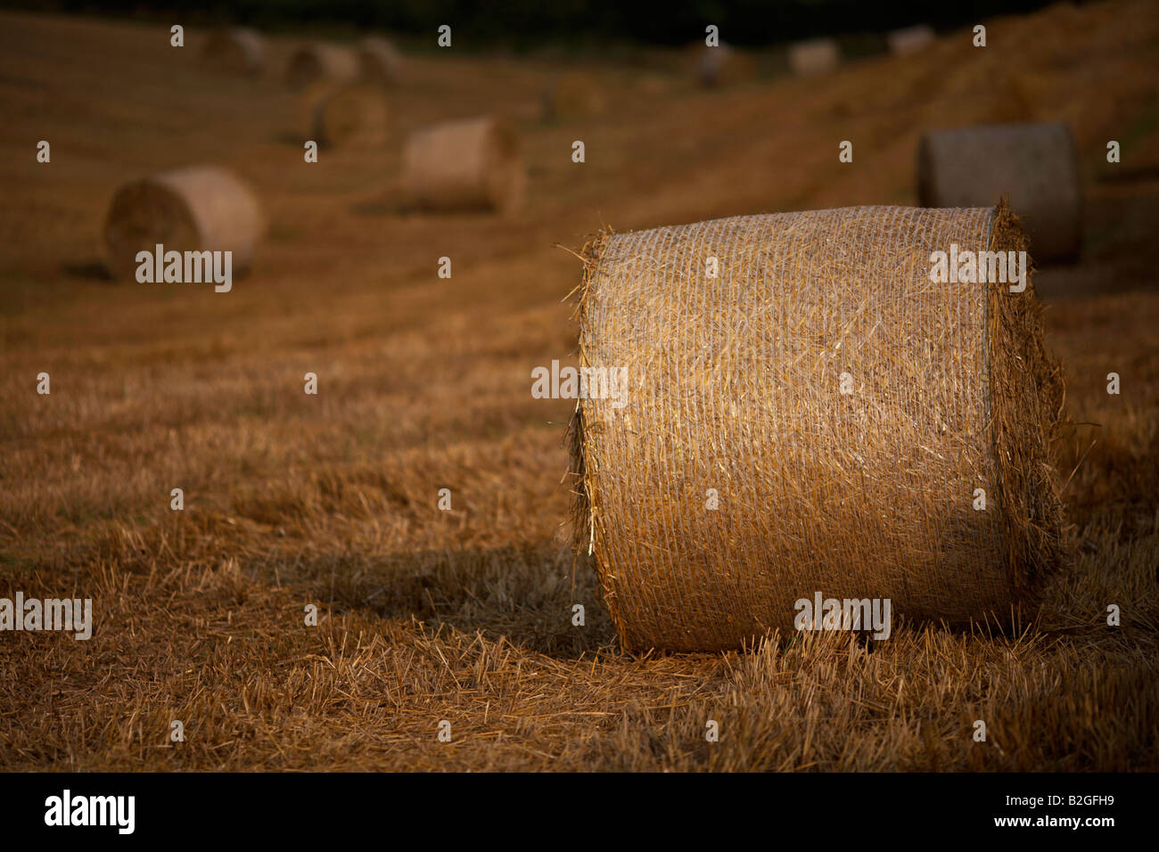 straw bales in a field in county down northern ireland Stock Photo - Alamy