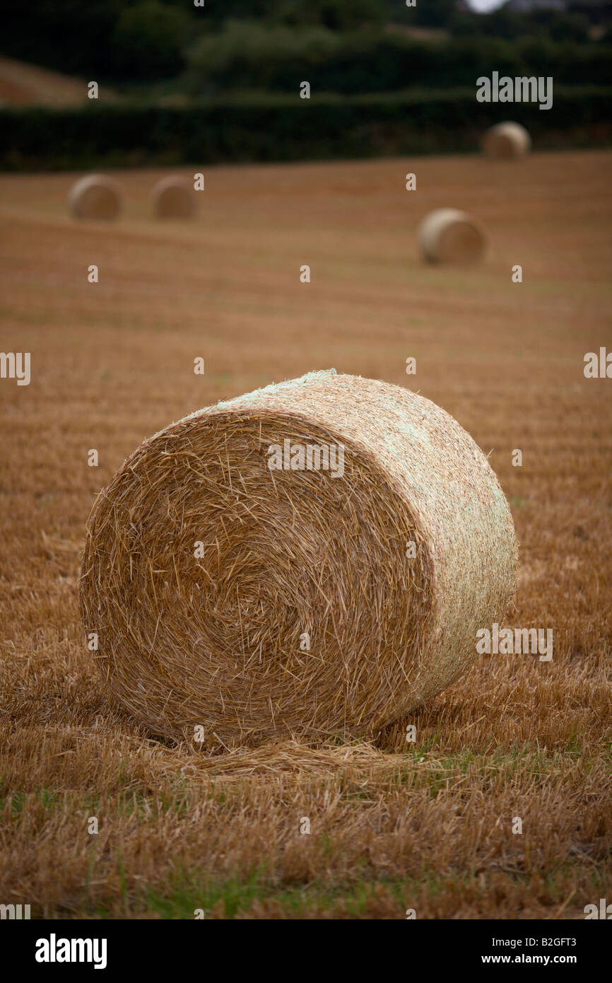 straw bales in a field in county down northern ireland Stock Photo - Alamy