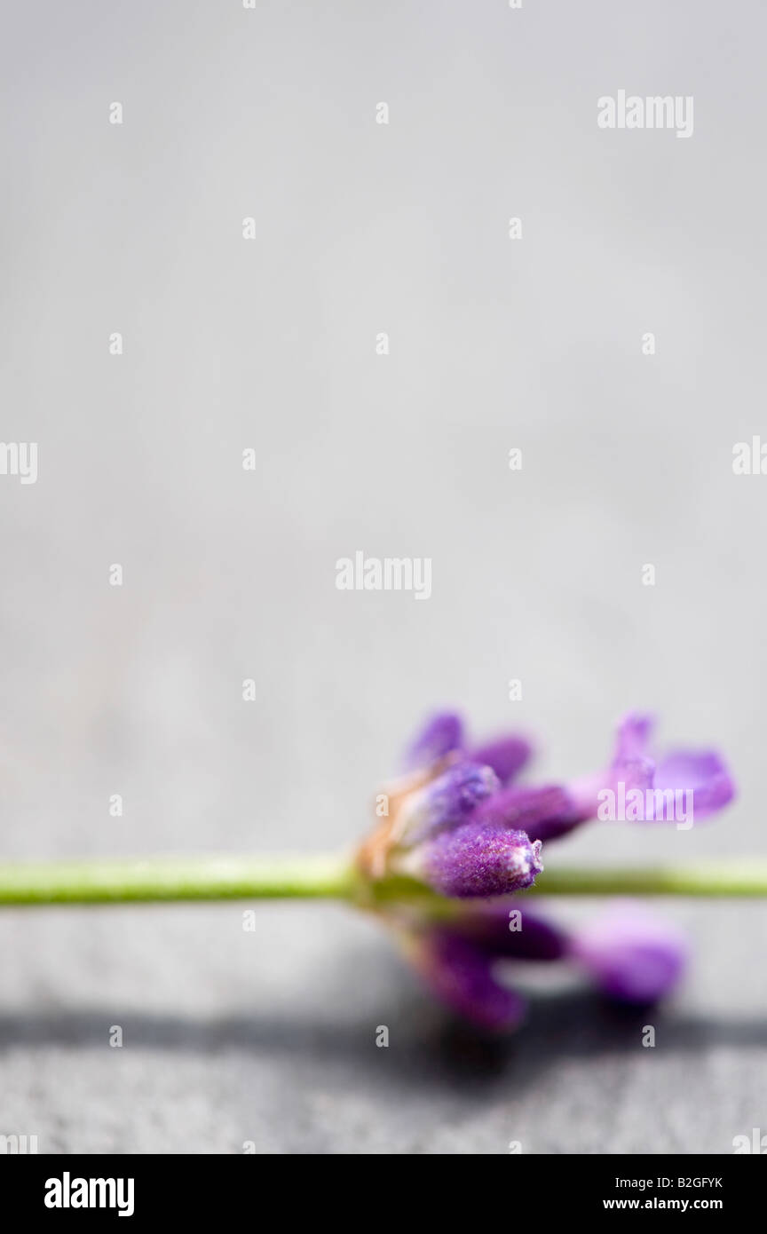 Lavandula cut lavender plants hi-res stock photography and images - Alamy