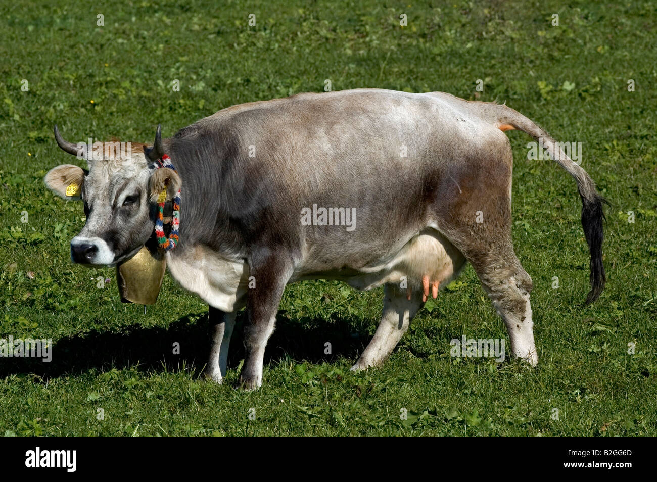 cattle Bos taurus domestic cattle allgaeu bavaria rind germany Stock ...