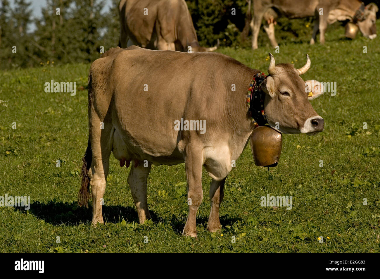 Allgauer braunvieh hi-res stock photography and images - Alamy