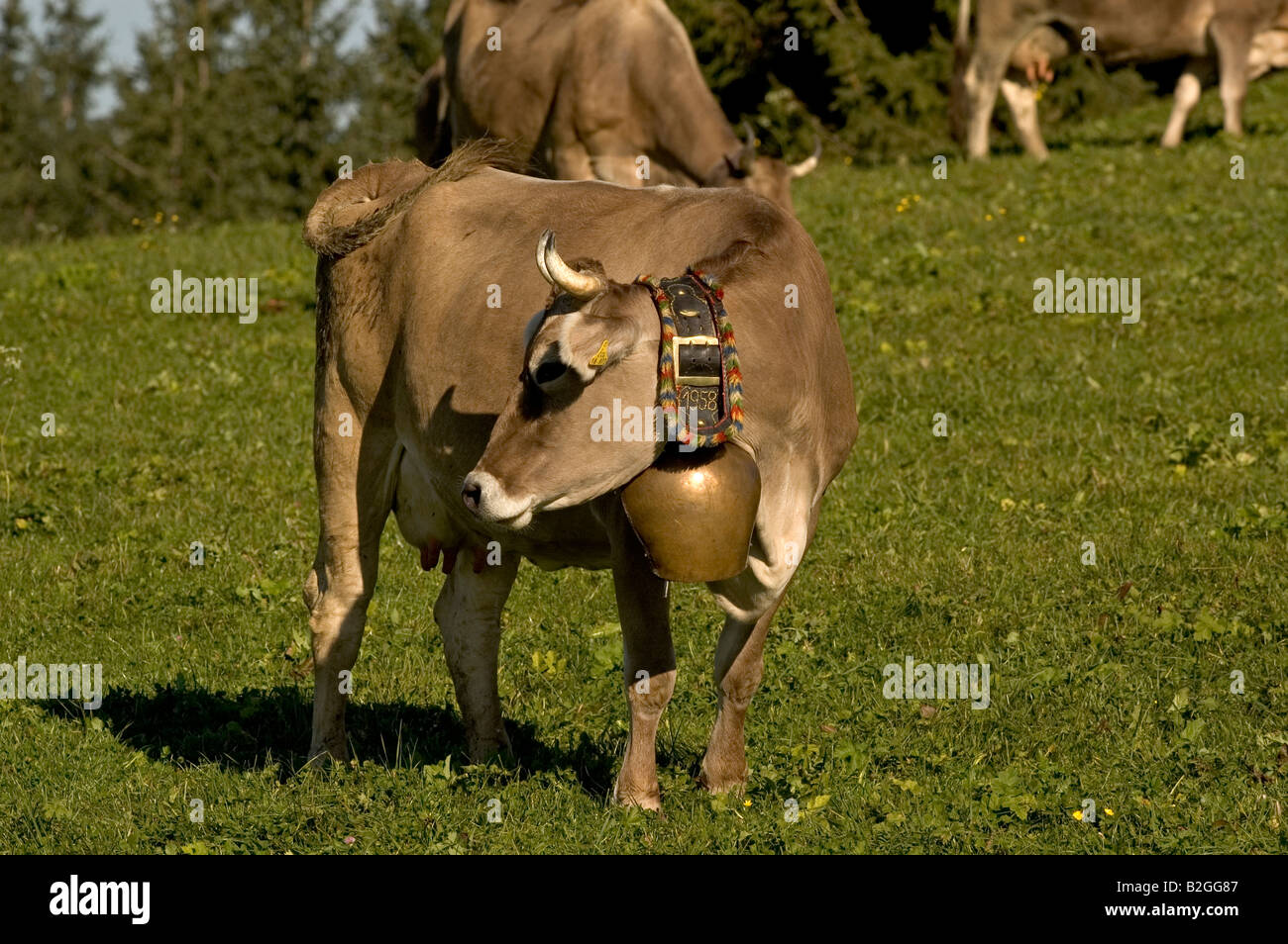 Allgauer braunvieh hi-res stock photography and images - Alamy