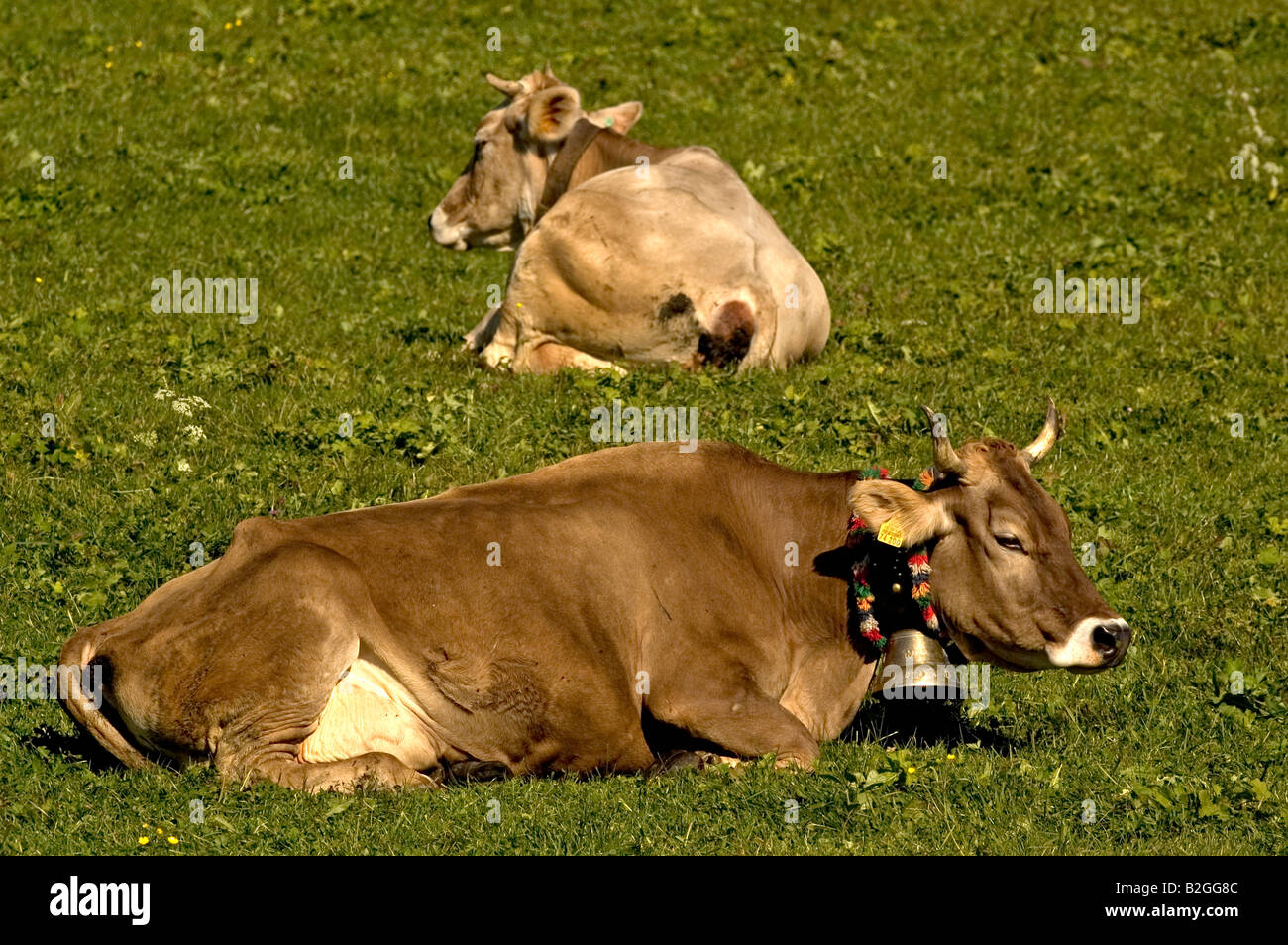 Allgauer braunvieh hi-res stock photography and images - Alamy