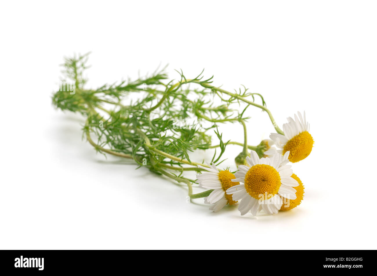 Sprigs of chamomile Stock Photo - Alamy