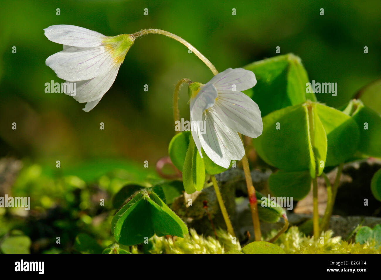 Common wood sorrel Oxalis acetosella flower bloom blossom Baden ...