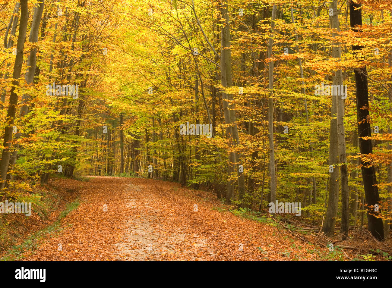 forest road autumn autumnal colors swabian alp germany Stock Photo - Alamy