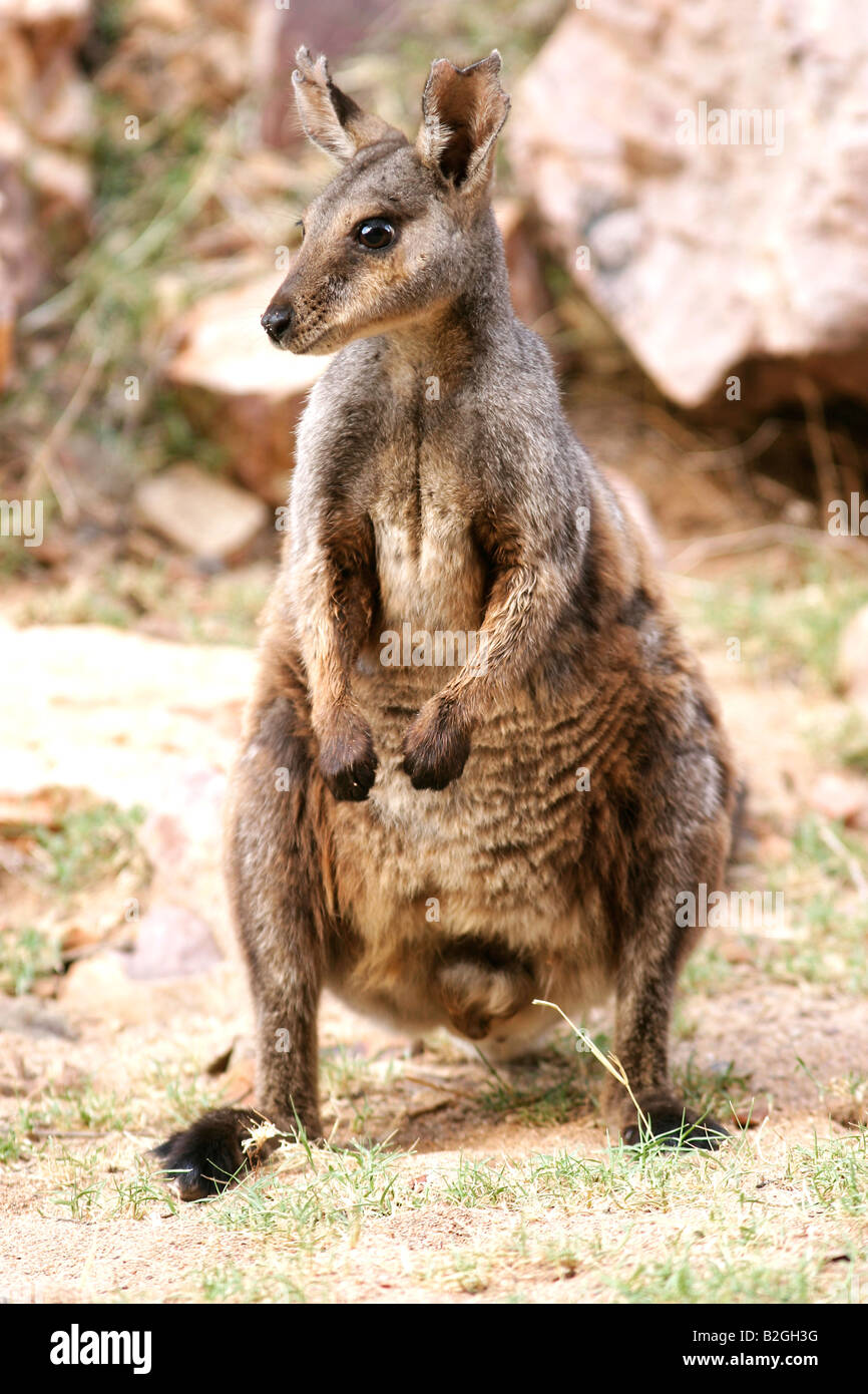 Wallaby Macropodidae Macropod Australia Stock Photo - Alamy