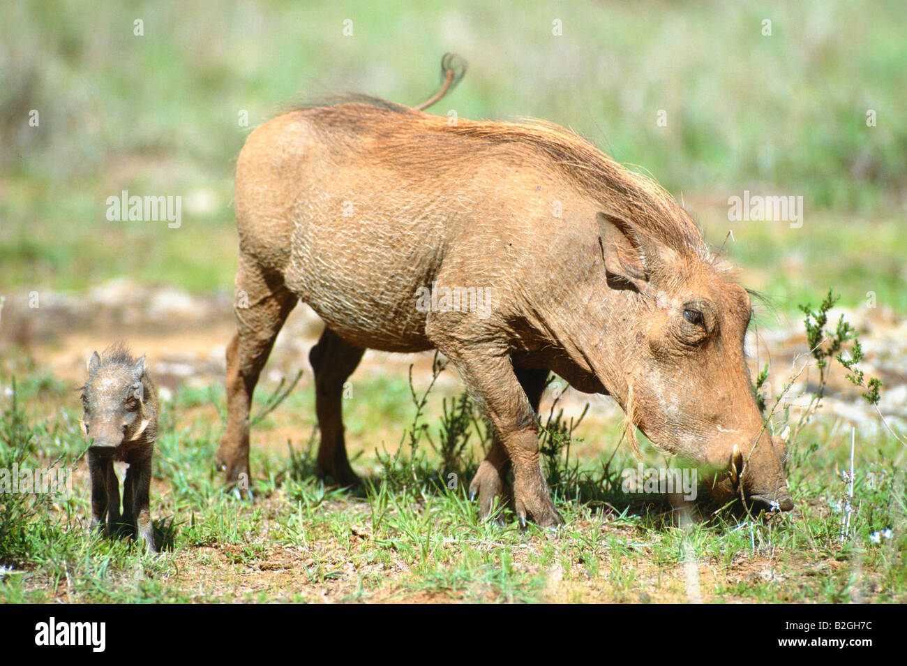 wart hog baby cub phacochoerus aethiopicus dam amboseli kenya africa ...